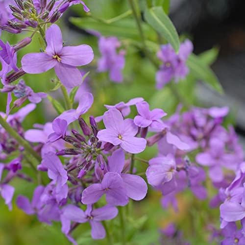 Hesperis matronalis Kew Pollination Collection Sweet Rocket Hardy ...