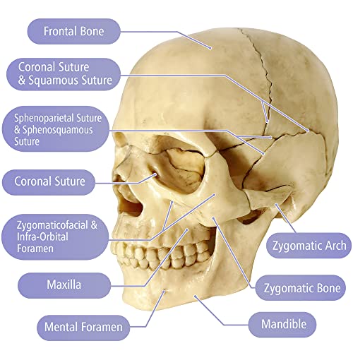 Snapklik.com : Evotech Mini Human Skull Model, Didactic 15 Parts Palm ...