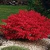 Amazon.com : 5 Red Burning Bush Live Plants 4 to 10 Inches, Dwarf ...