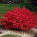 Amazon.com : 5 Burning Bush Live Plants, Burning Bush Cuttings Rooted 4 ...