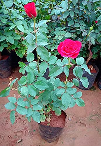 SelfLine | Red Rose Desi Gulab Red Outdoor Live Flowering Plant ...