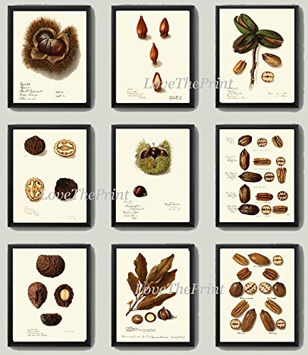 Amazon.com: LoveThePrint Nut Varieties Wall Art Chart Print Set of 9 ...