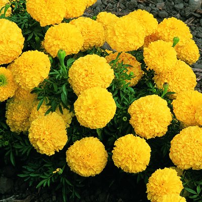 Creative Farmer Flower Seeds : Marigold-Dhan Basanti Seeds Online (15 ...