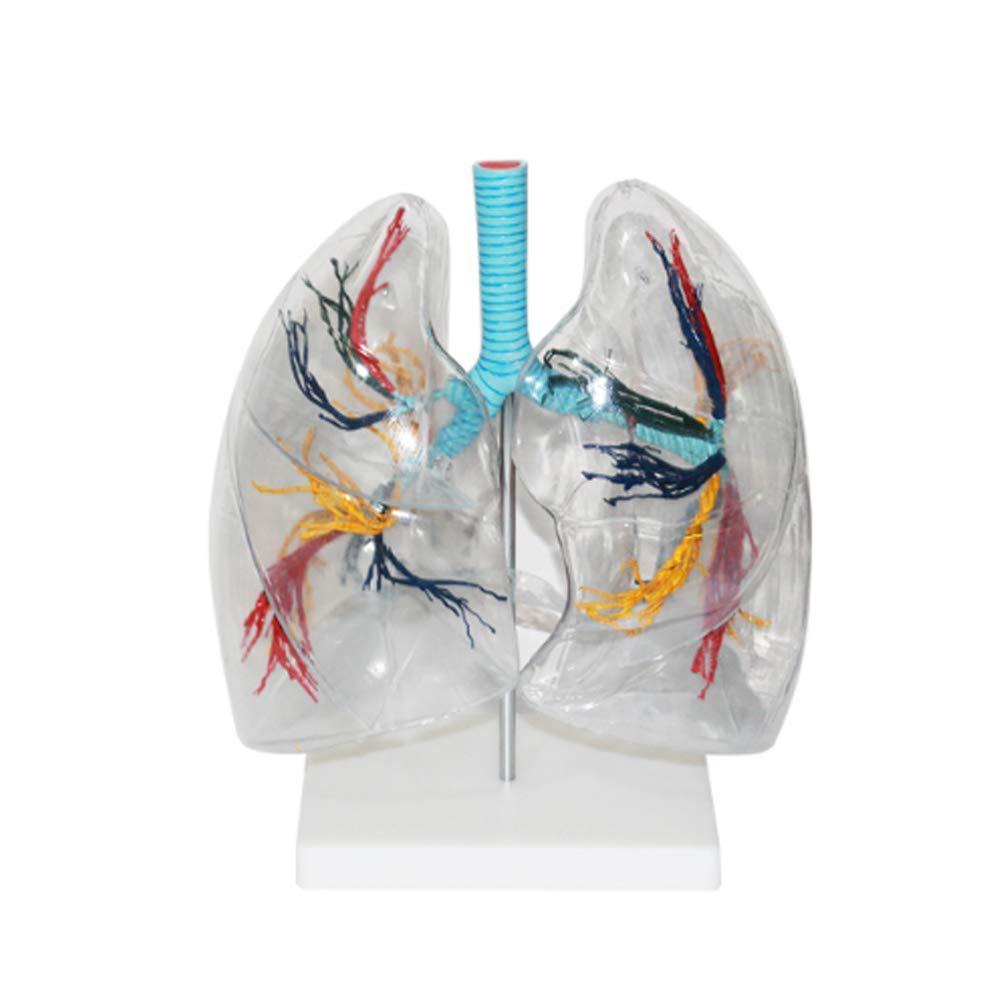 Fessure Anatomia Polmonare Fockety Modello Del Respiratorio 4D,