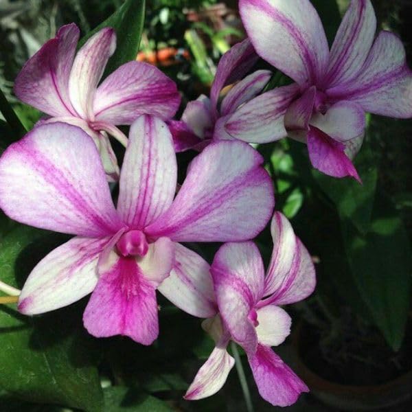 Plantzone Dendrobium popeye orchid Living plant for home, garden ...