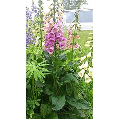 Amazon.com : Burpee Foxy Mixed Foxglove Seeds 1000 seeds : Patio, Lawn ...