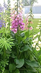 Amazon.com : 1000 DWARF FOXY MIX Mixed Colors FOXGLOVE Digiitalis ...