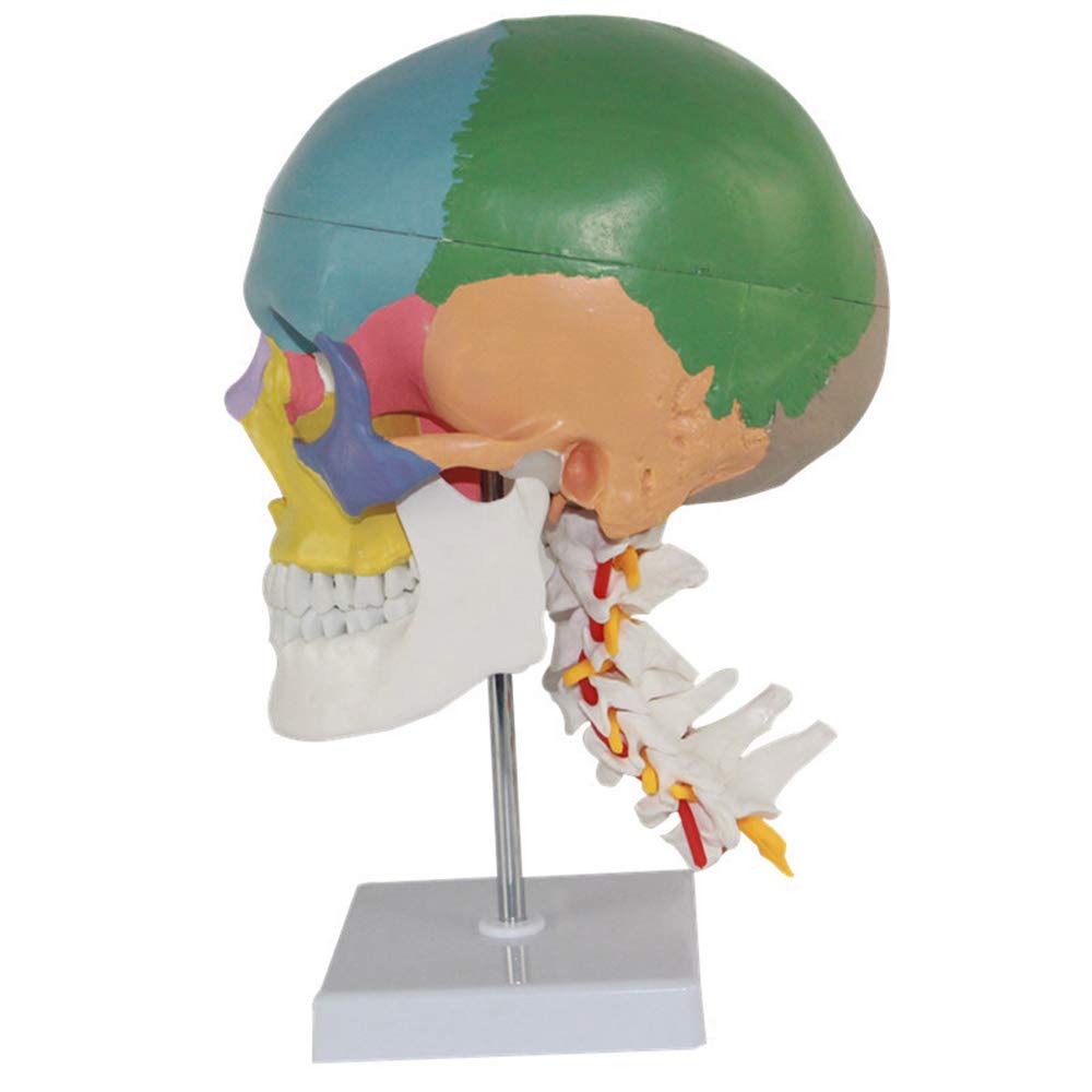 Buy Human Skull with Cervical Vertebra Model - Anatomical Human Skull ...