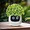 Amazon.com : Vibezy Interactive Plant Pot – Smart Planter, AI Pet ...