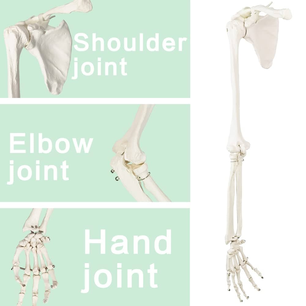 Anatomie Der Menschlichen Armknochen