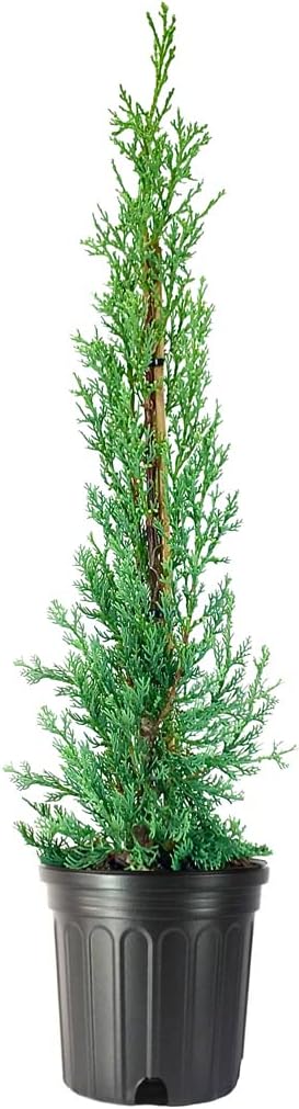 Amazon.com : Italian Cypress Tree | 3 Large Gallon Size Trees ...