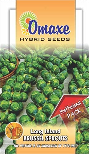 Green Brussels Sprouts Long Island 100 Seeds x 2 Packets PR8 : Amazon ...