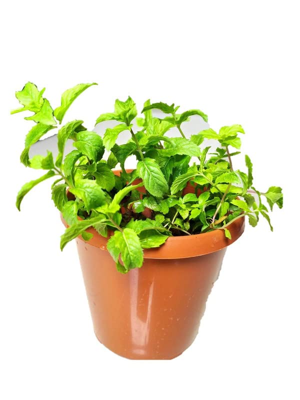 Royal Gardens Papermint ,Pudina Plant with Pot : Amazon.in: Garden ...