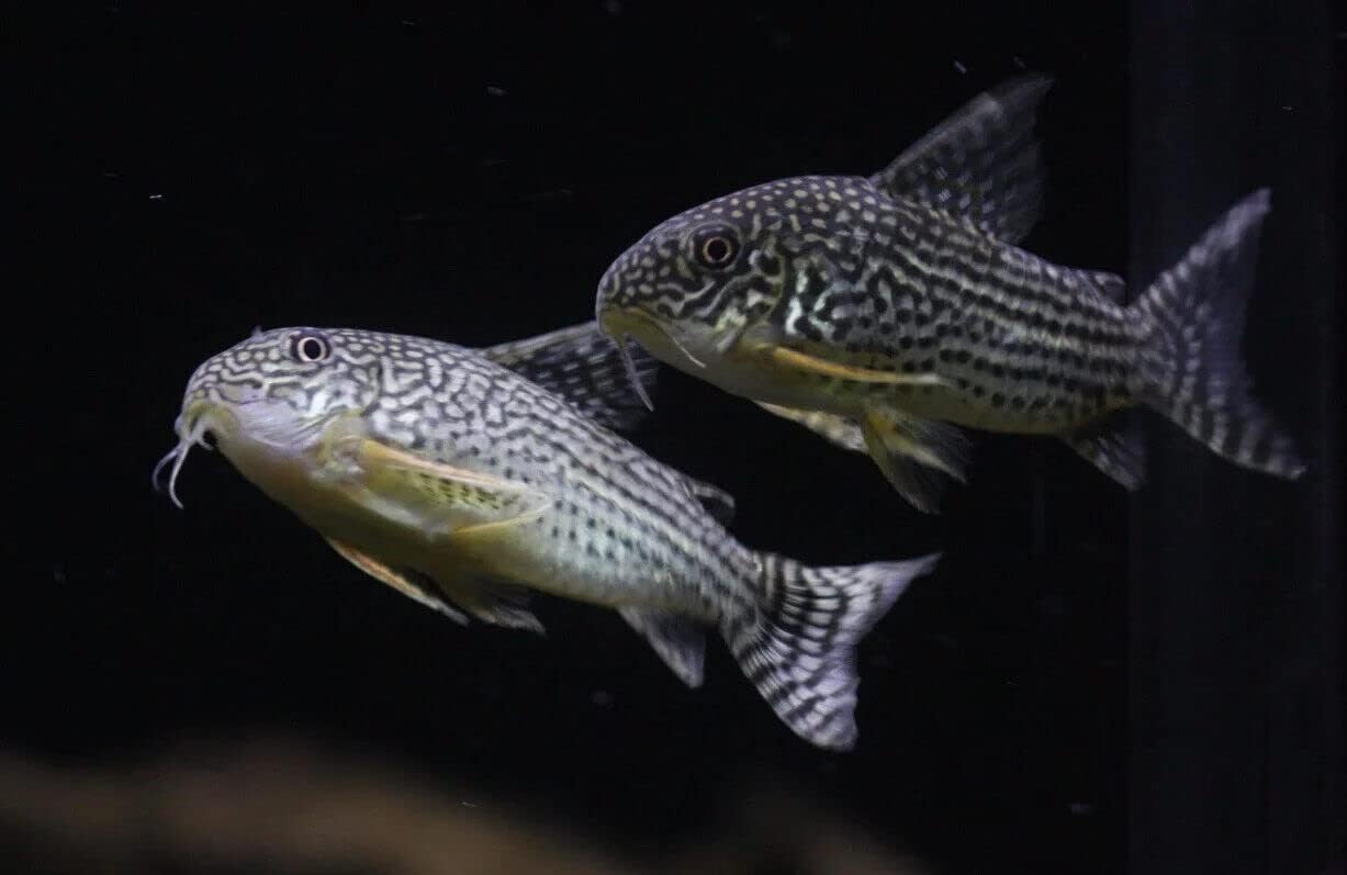 Amazon.com: Sterbai Corydoras Sterba's Cory Catfish Live Arrival ...