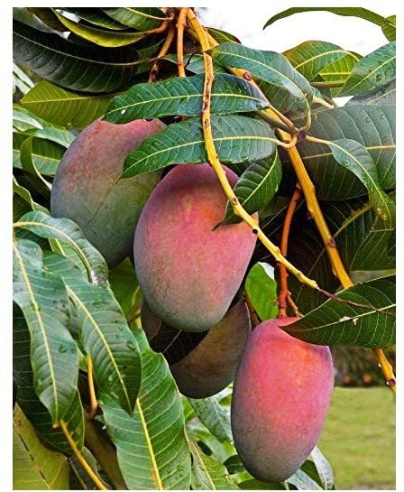 Zomoloco_Mango Plant-Kaseri Mango/Aaam Fruit Plant : Amazon.in: Garden ...