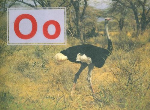 Amazon | Phonic Readers Plus Level Oo: Student Reader (Steck-vaughn ...