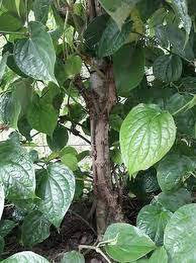 Choi jhal(Model No-pipil) plant : Amazon.in: Garden & Outdoors