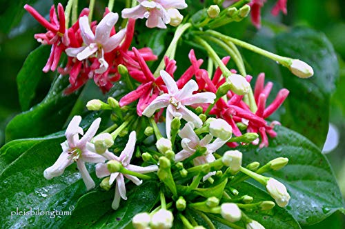Plants Point Rare Live Madhumalati Honeysuckle Rangoon Creeper Flower ...