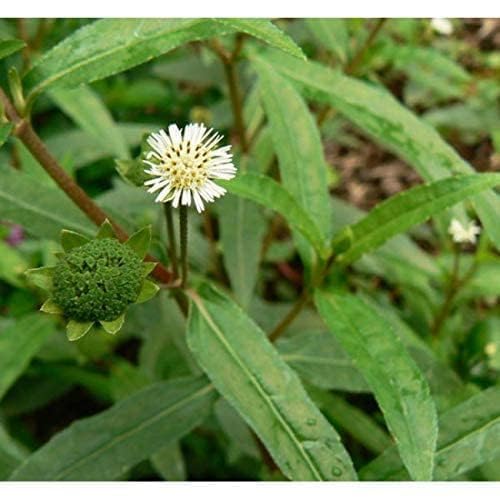 Guruji Plantation Live Bhringraj Plant Eclipta Prostrata Alba False ...