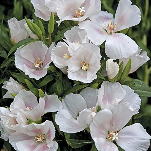 M-Tech Gardens New Rare Hybrid Godetia " Memoria " Exotic 30 Seeds for ...