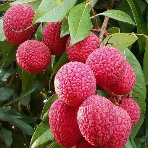 GreenCaart Air Layering Litchi plant, (CHINA 3 Variety) Sweet Tasty ...