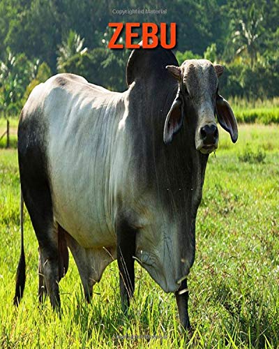 Buy Zebu: Amazing Facts about Zebu Online at desertcart INDIA