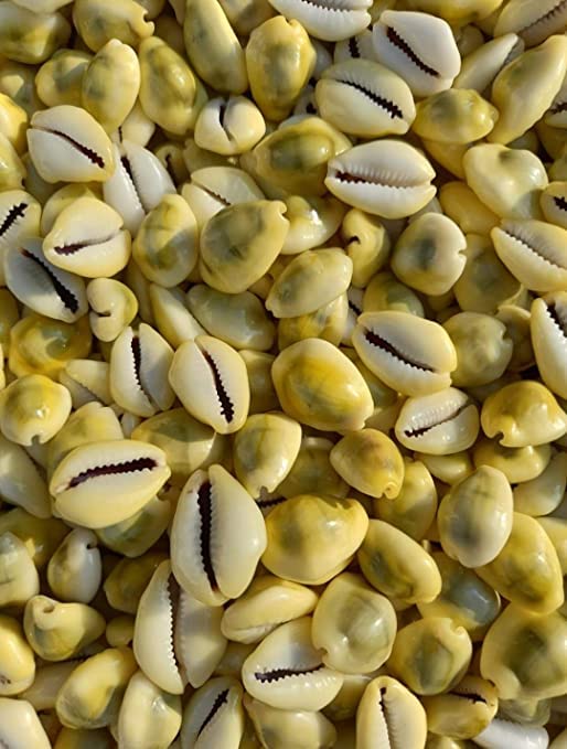 Buy THE GUPTA'S Natural Original Yellow Peeli Cowrie/Cowry/Kouri/Kaudi ...