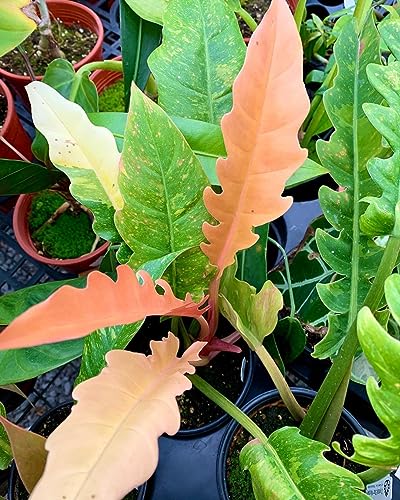 Philodendron Ring Of Fire Care Guide [Expert Tips and Photos]