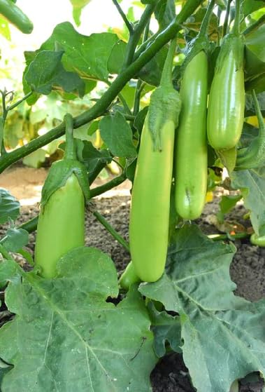 Green Long Brinjal -Baigan ke beej Vegetable Seed-Pack of 50 Seeds ...