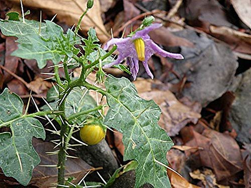 Kapebonavista® Kateli Oonth Kateli Kantakari Solanum virginianum Living ...
