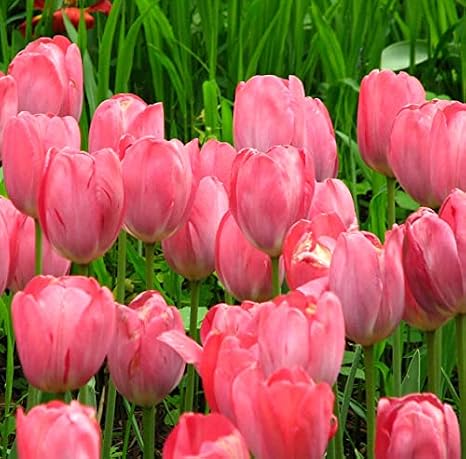Tulip Bulb Perennial Plant Bulk Bulb for Planting Flowering Bulbs (5 ...