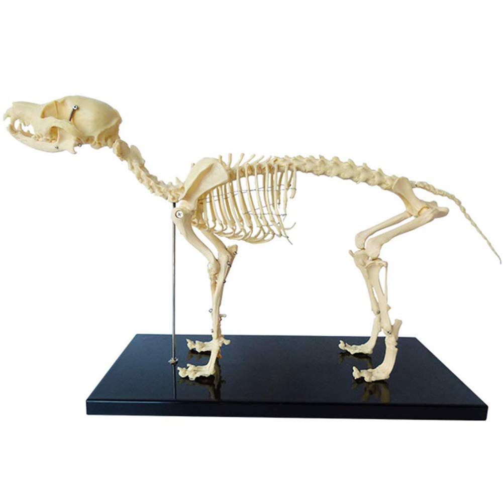 Assembly Model Dog Skeleton Specimen Model Animal Anatomy Teaching ...