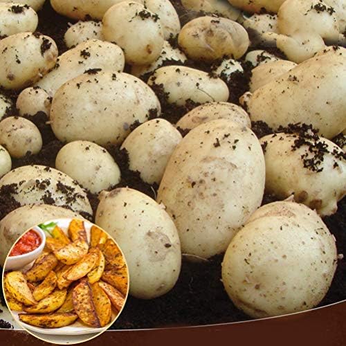 8 x Seed Potatoes Charlotte- Enjoy Delicious Salads - Great to Grow in ...