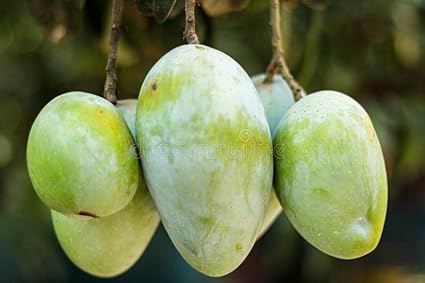 Cloud Farm Live Fazli Mango Grafted Fruit Plant - Healthy Outdoor Plant ...