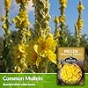 Amazon.com : Mullein Seed for Planting - 2 Packets with Instructions to ...