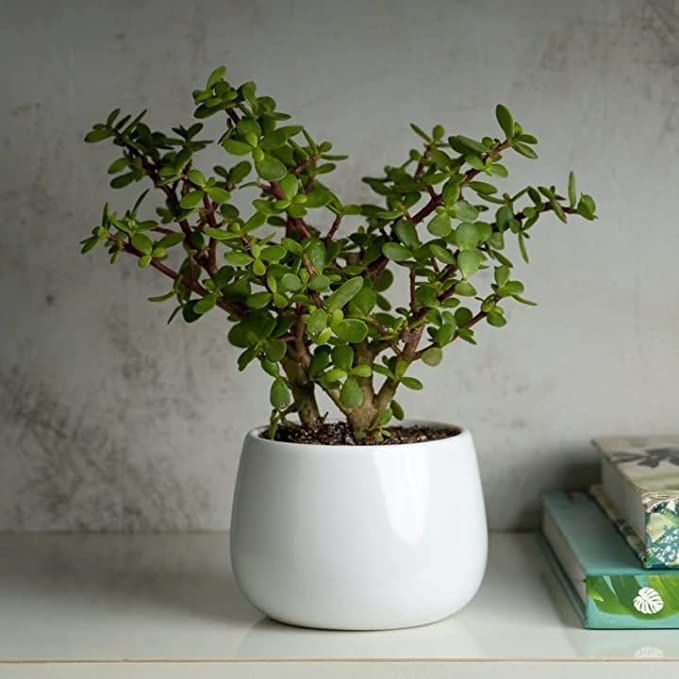 Maa Traderes Zed Plant Jade Plant (Hybrid, Pack Of 1) : Amazon.in ...