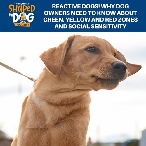 Reactive Dogs! Why Dog Owners Need To Know About Green, Yellow And Red ...