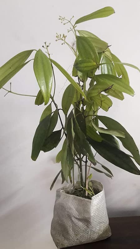 Vixenssell Live Indian Bay Leaf tejpatta tejpata Plant : Amazon.in ...