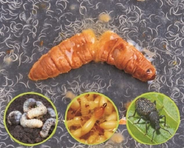 Farmroot Entamo pathogenic nematodes cruiser (1000 g) : Amazon.in ...