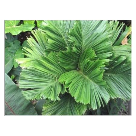 Creative Farmer Live Palm Plant Areca Catechu Dwarf Adakka Indoor ...