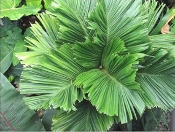 Creative Farmer Live Palm Plant Areca Catechu Dwarf Adakka Indoor ...