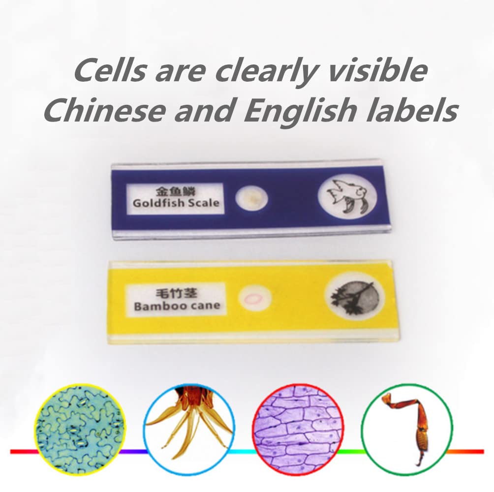 Microscope Accessories 48 Pcs Prepared Microscope Slides Set - Animal ...