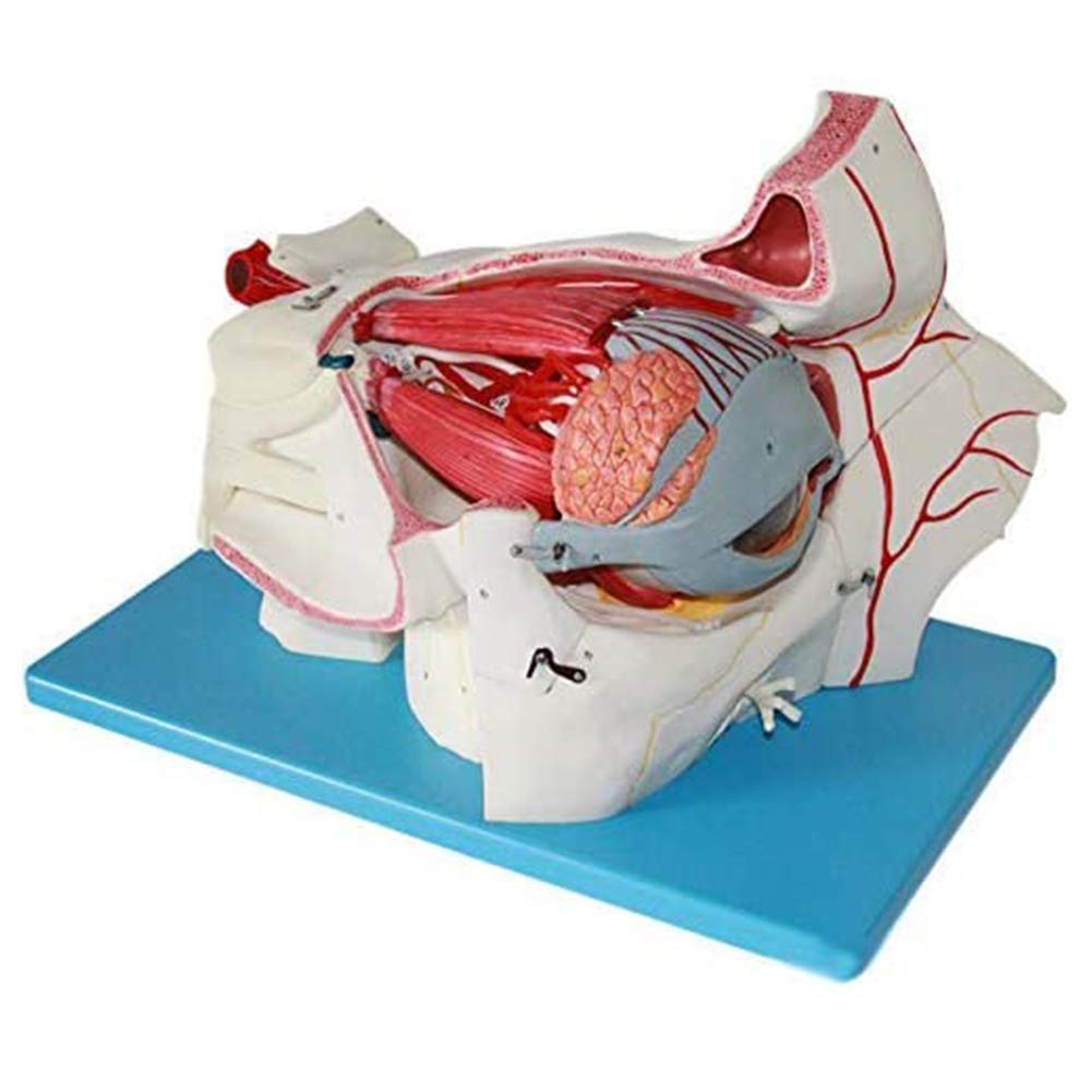 Buy WEHOLY Education Model Toys Magnification Human Giant Eye Model ...