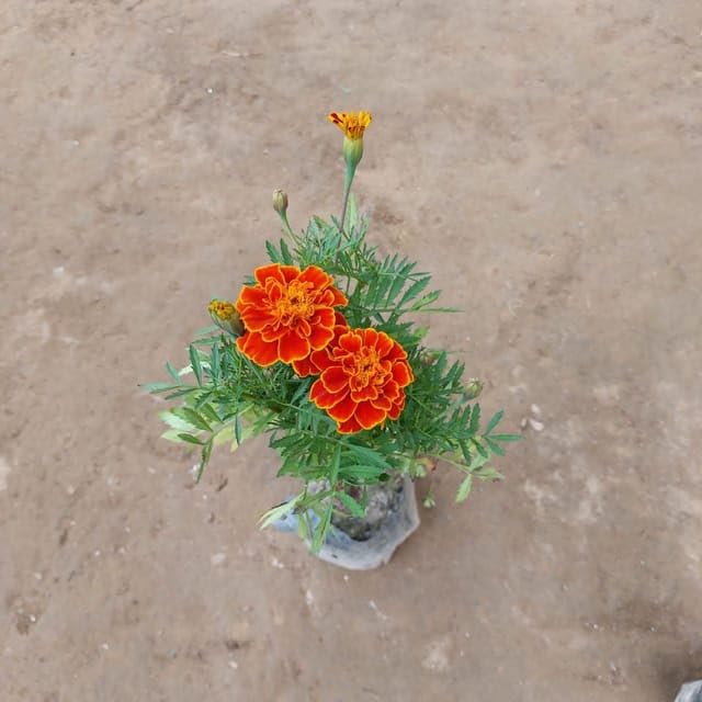 Marigold/Genda French/Jafri (colour) in 4 Inch Flower Live Nursery ...