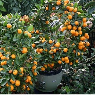 THE GREEN VIEW GARDENS Nimbu China 3 Lemon Variety Fruit (Air Layering ...