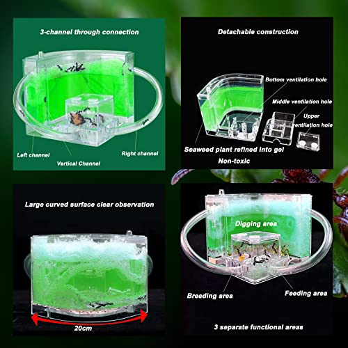 Snapklik.com : EXBEPE Ant Farm Large 2 Layer Gel Ant Colony Ecosystem ...
