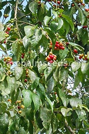 LushGreen Gardens Fruit Tree Live Plant - Lubica Or Lovlolika Tropical ...