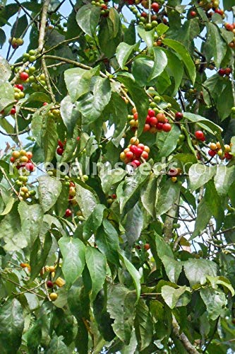 LushGreen Gardens Fruit Tree Live Plant - Lubica Or Lovlolika Tropical ...