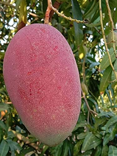 M-Tech Gardens Rare Exotic Red Emperor Mango Fruit 1 Healthy Grafted ...