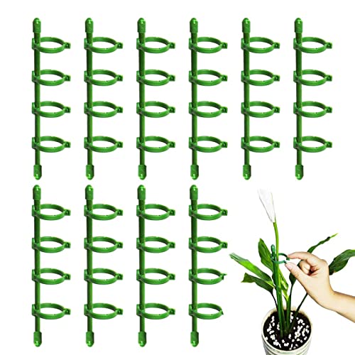 Supporti per Piante Grasse → Classifica dei Più Venduti Online nel 2024